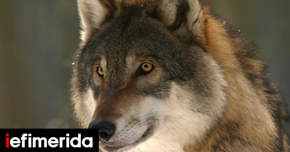 Θεσσαλονίκη: Σοκαριστικό βίντεο από επίθεση λύκου σε αδέσποτο σκύλο στη ...