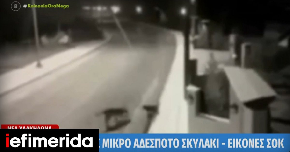 Σοκ στη Νέα Χαλκηδόνα: Λύκος κατασπάραξε αδέσποτο σκυλάκι [σκληρές ...