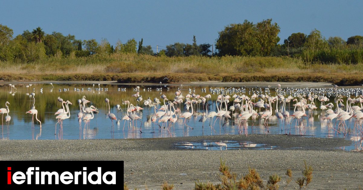 Αναβαθμίζεται τουριστικά η λιμνοθάλασσα στο Αίγιο -Με τους ερωδιούς ...