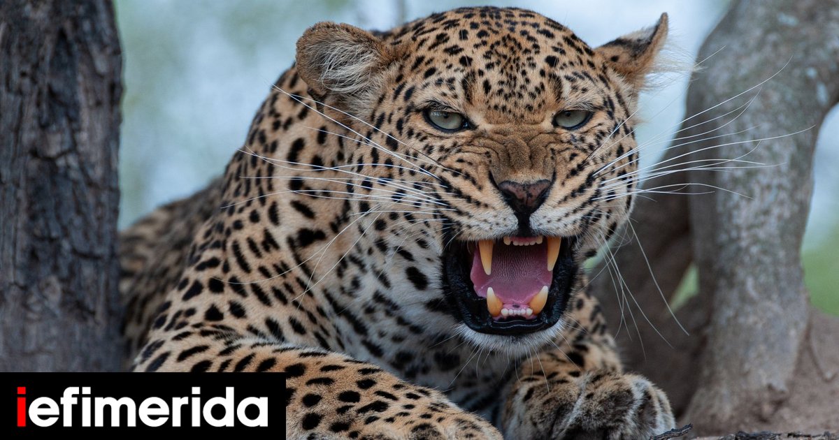 Ινδία: Λεοπάρδαλη τραυμάτισε θανάσιμα ένα κοριτσάκι 16 μηνών - iefimerida.gr