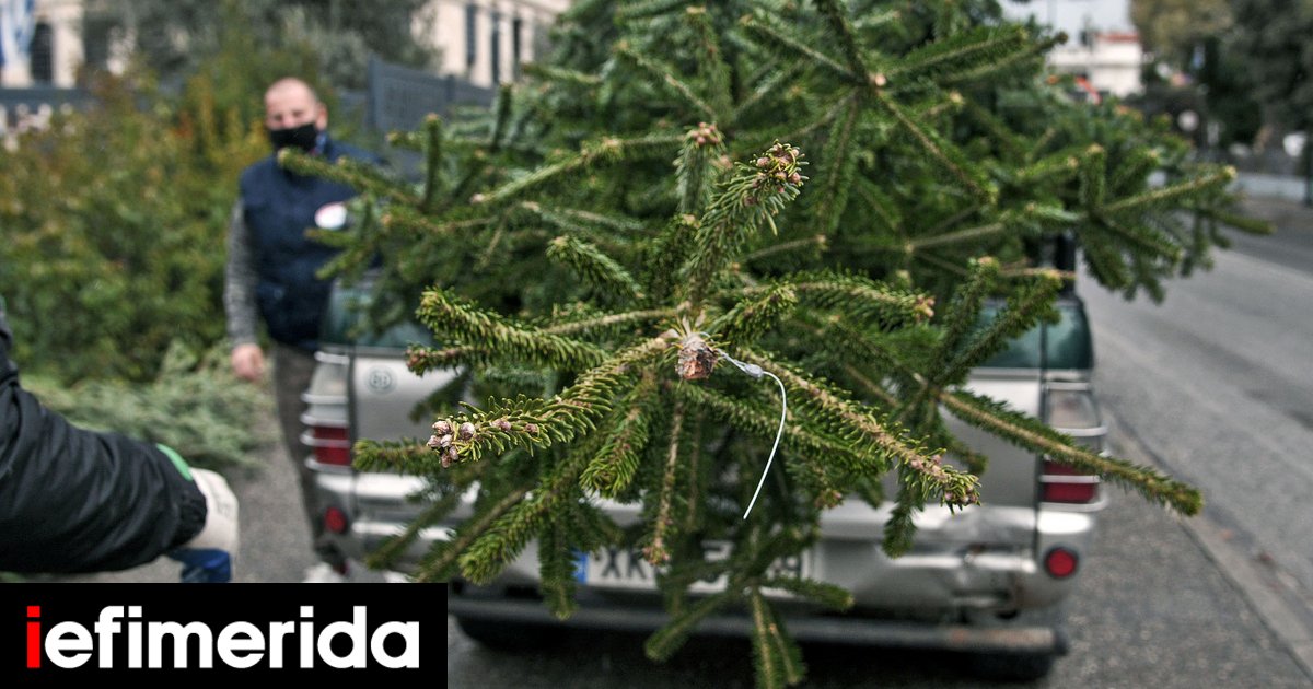 Χριστούγεννα: Πόσο θα κοστίσει φέτος το φυσικό έλατο -Πότε αρχίζει η ...