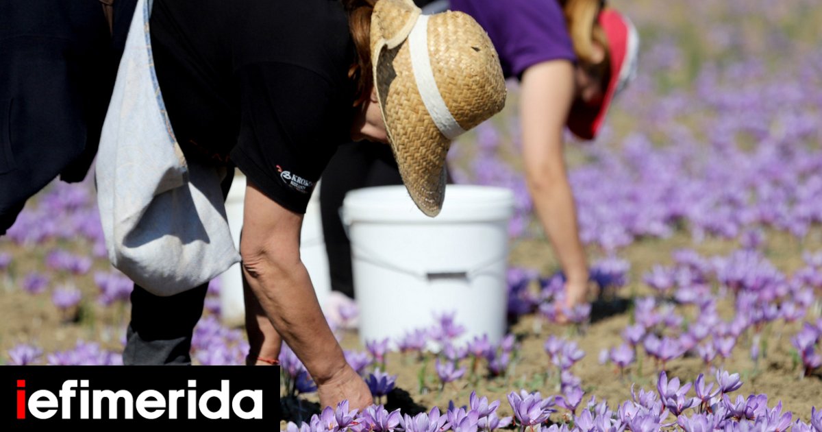 Αρχισε η συγκομιδή του κρόκου στην Κοζάνη -Πώς φτάνει το σαφράν στην ...