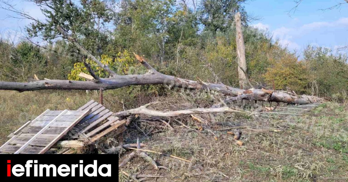 Λάρισα: Συνελήφθη ο γείτονας της 78χρονης που καταπλακώθηκε από δέντρο ...