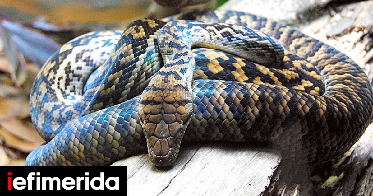 Αυστραλία: Πύθωνας δάγκωσε πεντάχρονο αγόρι και το έσυρε σε πισίνα -Το ...