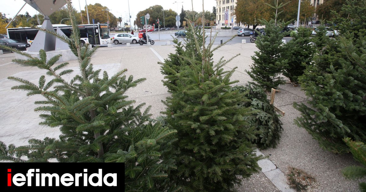 Χριστούγεννα 2022: Ξεκινά η διάθεση ελάτων από τους ελατοπαραγωγούς του ...