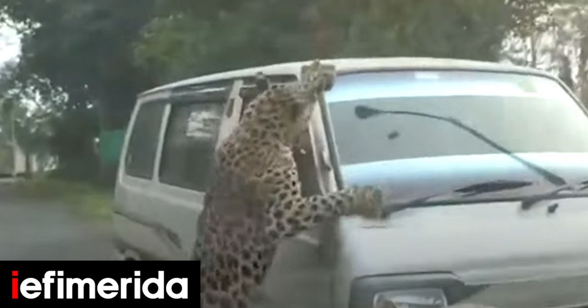 Ινδία: Σοκαριστικό βίντεο με επίθεση λεοπάρδαλης -Πάνω από 15 οι τραυματίες σε πανεπιστημιούπολη ...