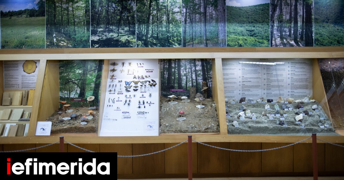 Το αποκαλυπτικό μουσείο φυσικής ιστορίας στον Ταξιάρχη -Με διοράματα ...