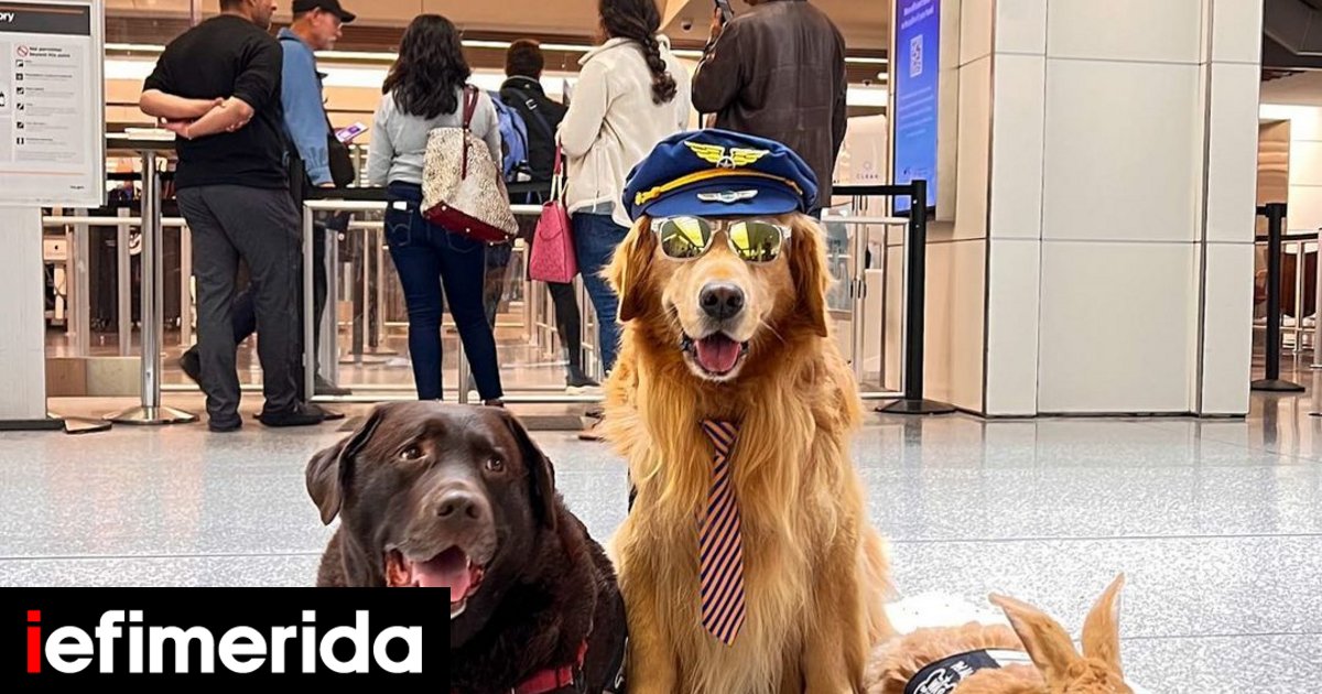 Αυτό το αεροδρόμιο διαθέτει ζώα θεραπείας για να ηρεμούν τους ...