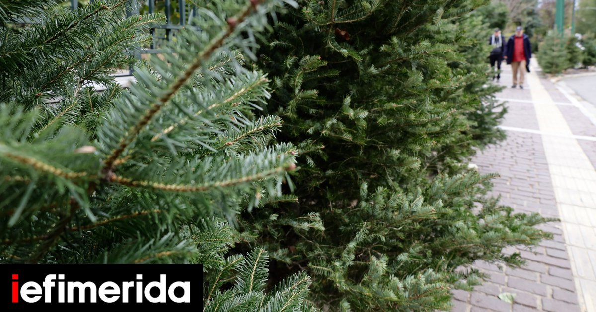 Θεσσαλονίκη: Πρόγραμμα συλλογής φυσικών χριστουγεννιάτικων δέντρων ...
