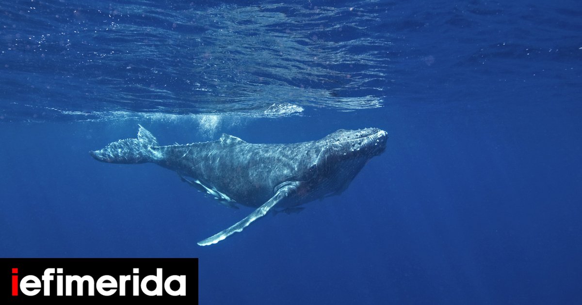 Γαλλία: Εθελοντές, λιμενικοί και επιστήμονες έσωσαν μια μεγάπτερη ...