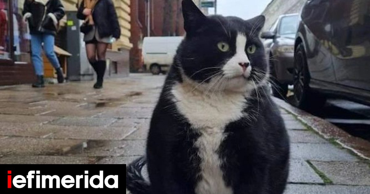 Πολωνία: Ο γάτος Gacek είναι το κορυφαίο τουριστικό αξιοθέατο της πόλης ...