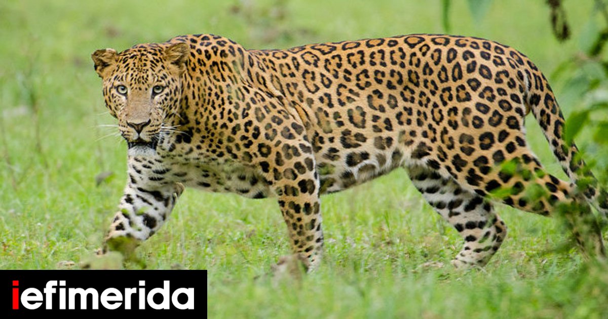 Ινδία: Λεοπάρδαλη «μπούκαρε» σε δικαστήριο και τραυμάτισε οκτώ άτομα [βίντεο] - iefimerida.gr