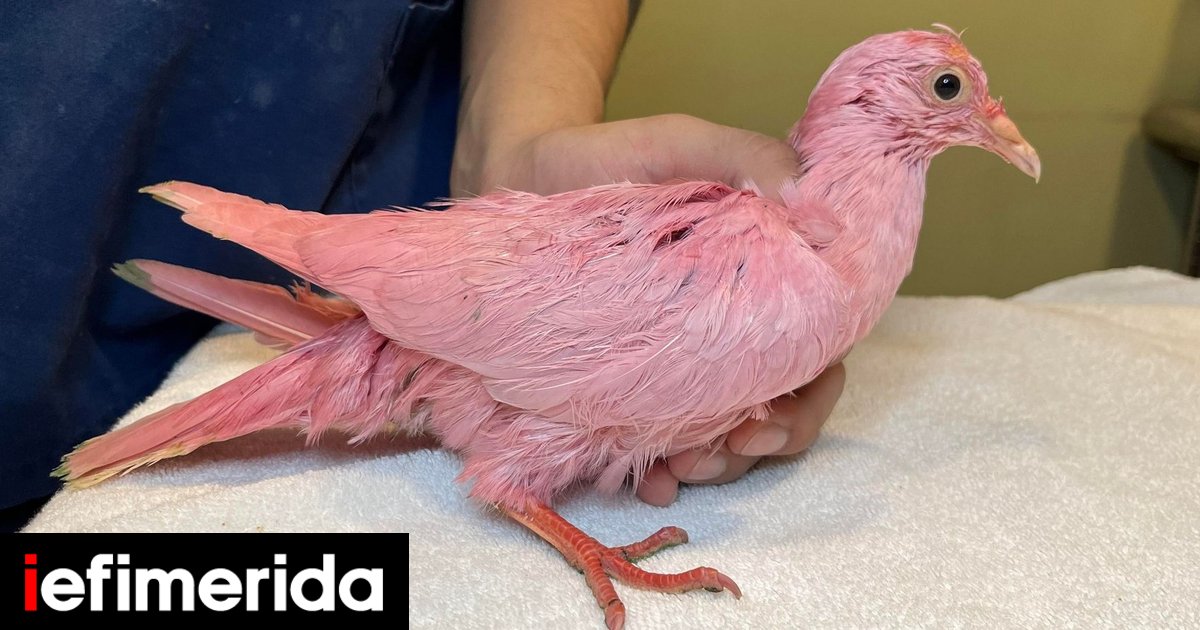 Απίστευτο: Στη Νέα Υόρκη έβαψαν περιστέρι ροζ για το... πάρτι ...