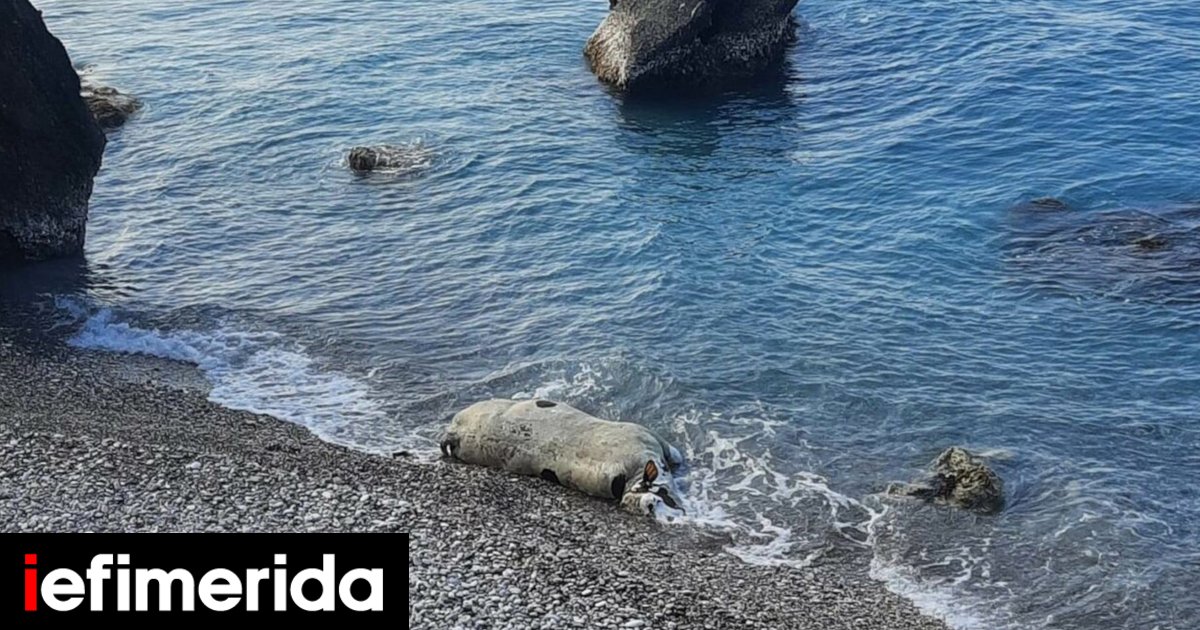 Μακάβριο θέαμα στη Ρόδο: Η θάλασσα ξέβρασε νεκρές τέσσερις... αγελάδες ...