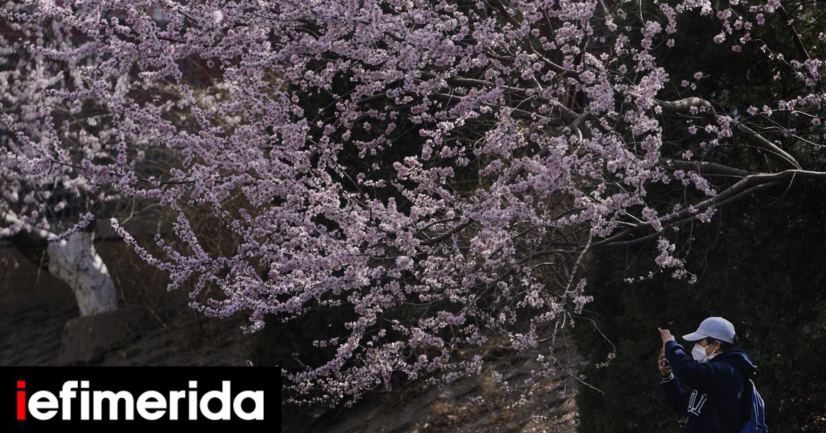 Ανθισαν νωρίτερα οι κερασιές στο Τόκιο [εικόνες] - iefimerida.gr
