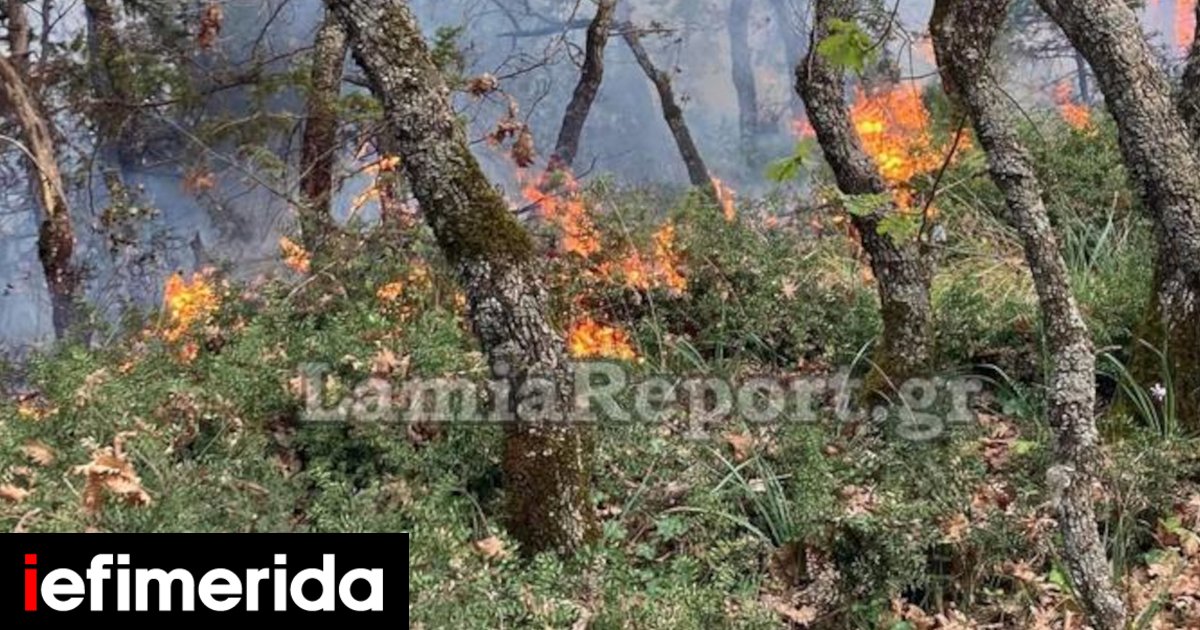 Υπό έλεγχο και οι έξι φωτιές στη Φθιώτιδα -Οι πέντε ήταν σε δασική ...