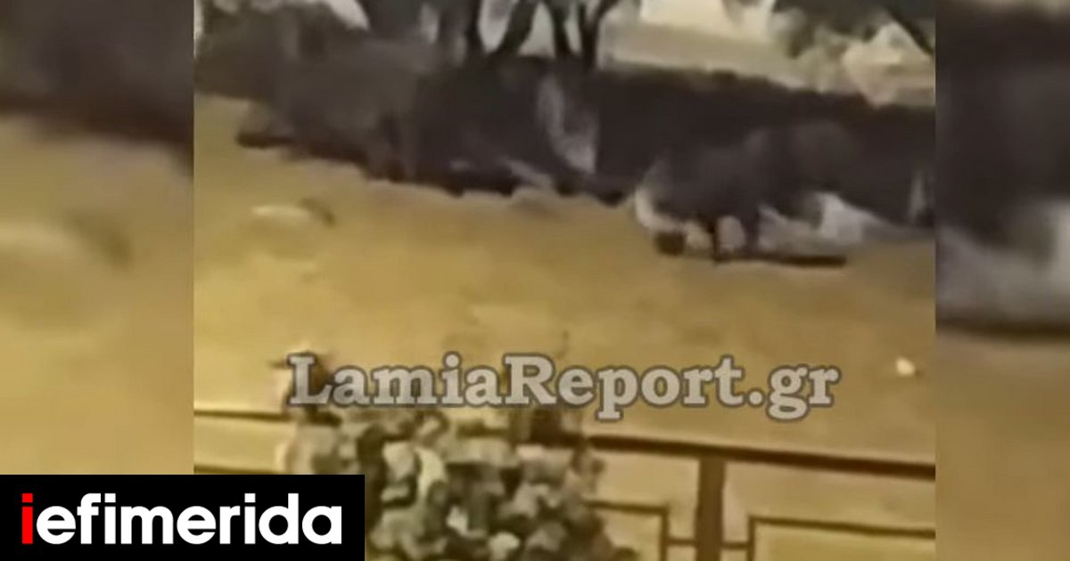 Λαμία: Εφιάλτης για τους κατοίκους τα αγριογούρουνα -Κάνουν βόλτες σε ...
