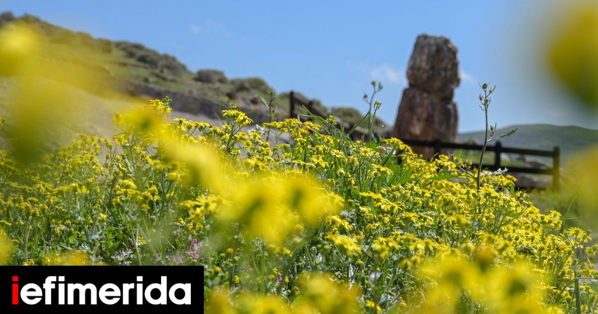 Πανδαισία χρωμάτων στο Πάρκο Απολιθωμένου Δάσους της Λέσβου -360 είδη φυτών στολίζουν τις ...