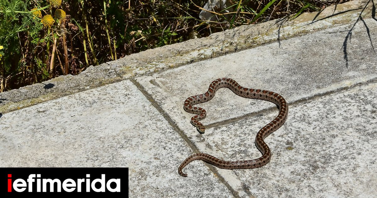 «Δεν έχει επιδεινωθεί η υγεία της κόρης μου» λέει η μητέρα της 39χρονης ...