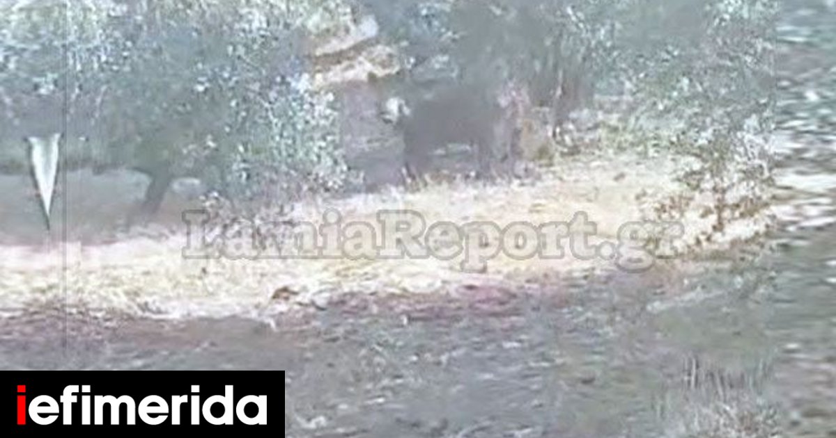 Αγριογούρουνα μέρα-μεσημέρι σε χωράφι στη Λαμία -Δείτε βίντεο ...