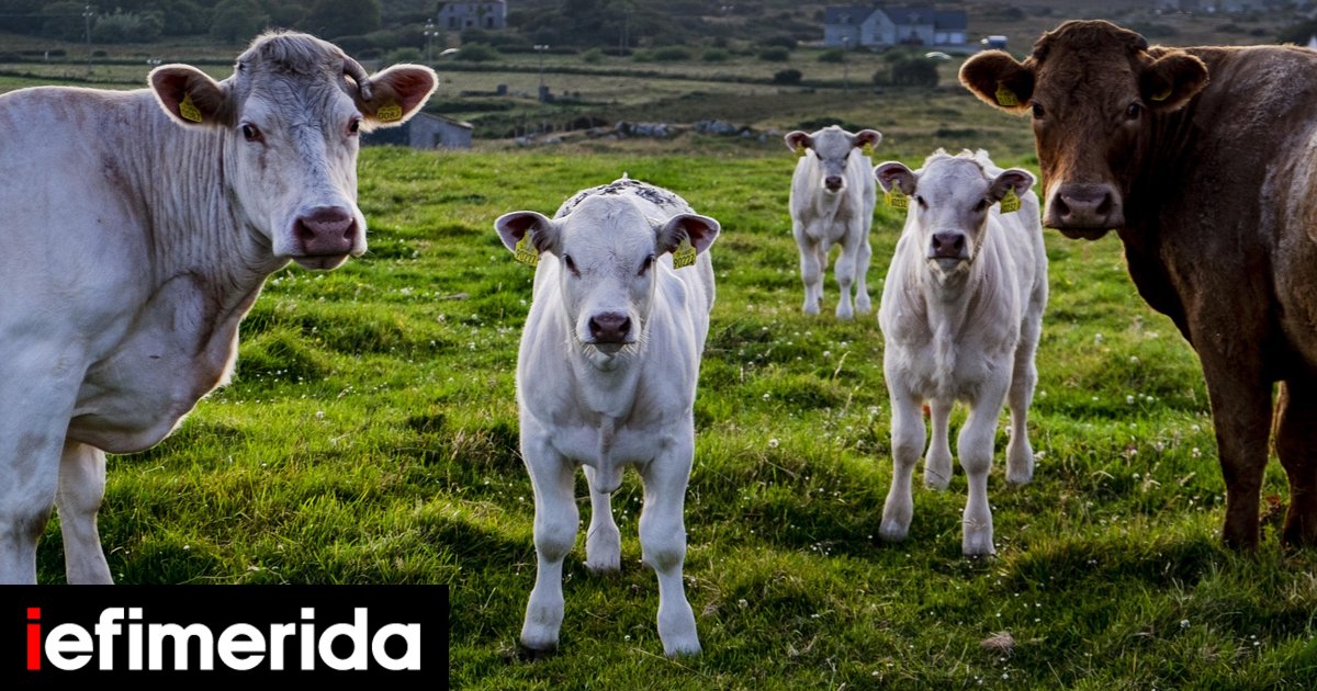 Η Ιρλανδία εξετάζει τη σφαγή 200.000 αγελάδων, κατά της κλιματικής ...