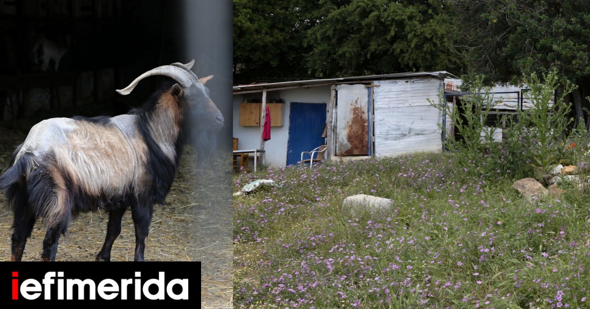 Θρίλερ στην Καβάλα με τον θάνατο της 68χρονης: Εξετάζεται το ενδεχόμενο ...