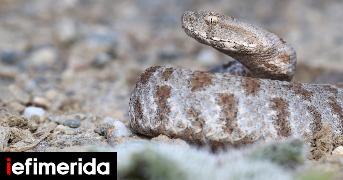 Λαμία: Οχιά δάγκωσε ποδοσφαιριστή την ώρα της προπόνησης -Διακομίστηκε ...