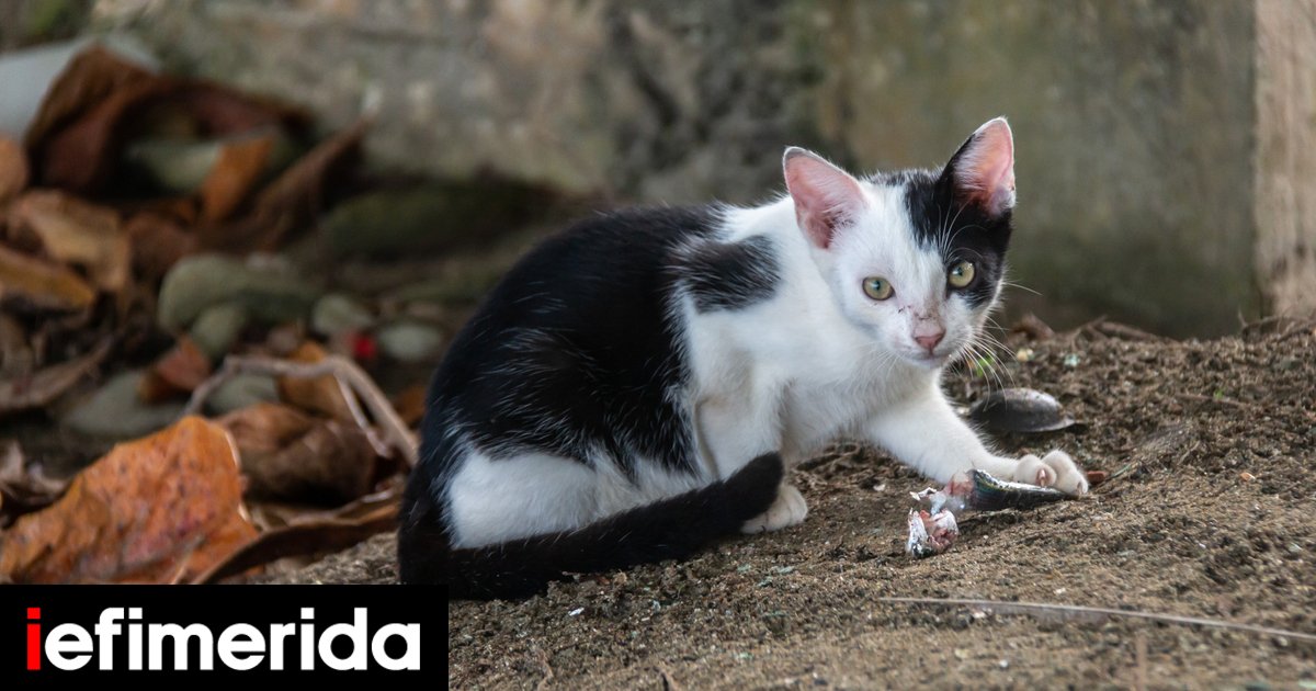 Retired Greek Police Officer Faces Felony Charges Over Mass Cat ...