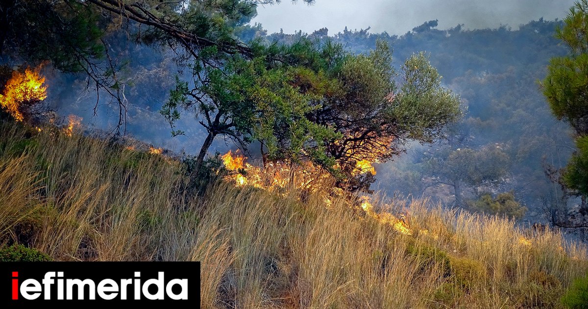 Γράμμος: Μάχη για τον έλεγχο της πυρκαγιάς που καίει σε δάσοςκοντά στα ...