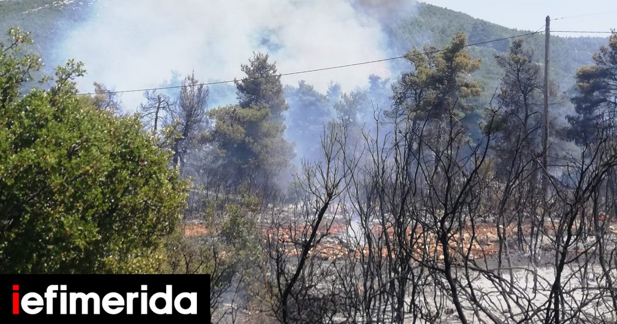 Δήμαρχος Ωρωπού για τη φωτιά στο Μαρκόπουλο: Είναι σε δασική έκταση, σε ...