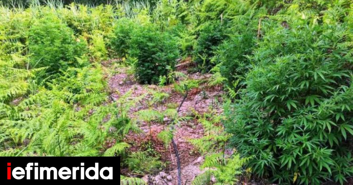 Ηλεία: Εντοπίστηκε μεγάλη φυτεία κάνναβης -Συνελήφθησαν δύο άτομα ...