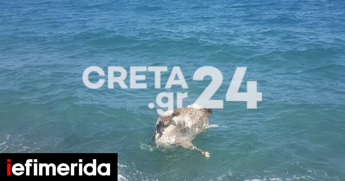 Μακάβριο θέαμα στο Ηράκλειο: Νεκρή αγελάδα επέπλεε μέσα στη θάλασσα ...