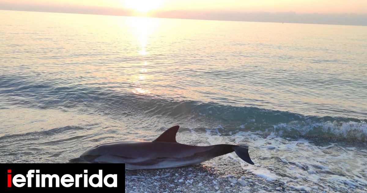 Λάρισα: Θλιβερή εικόνα -Δελφίνι ξεβράστηκε νεκρό στην παραλία Βελίκα ...