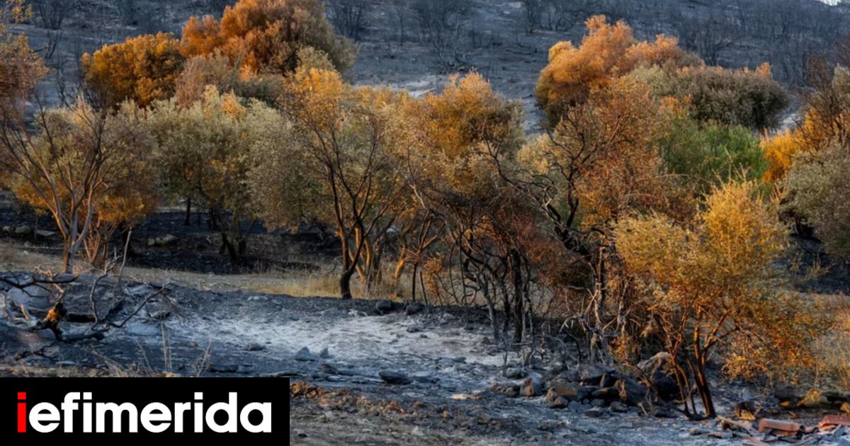 Συνεχίζεται η μάχη για τη φωτιά στον Έβρο -Αποκατάσταση των καμένων ...