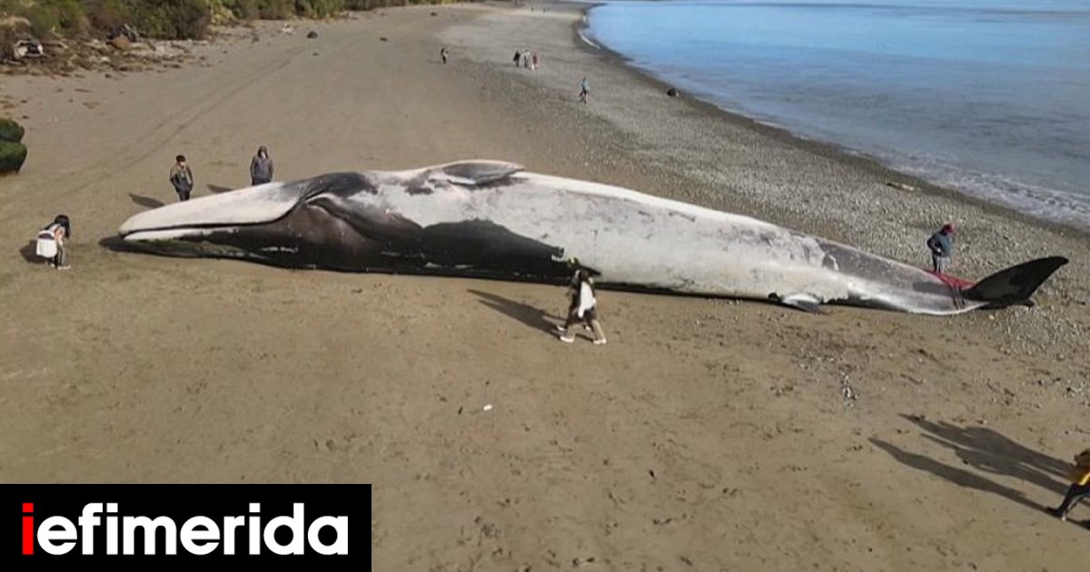 Χιλή: Τεράστια φάλαινα ξεβράστηκε νεκρή σε παραλία [βίντεο] - iefimerida.gr