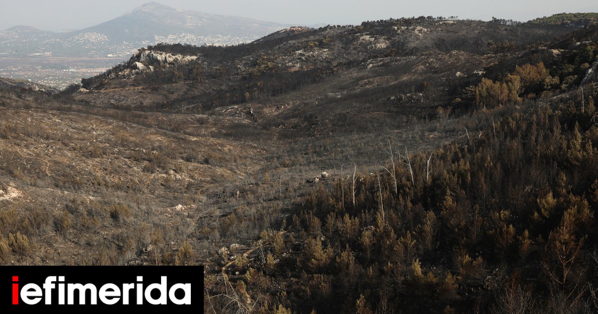 Πυροσβεστική: Αναζωπυρώσεις στην ευρύτερη περιοχή του Έβρου - 81 πυρκαγιές σήμερα σε όλη τη χώρα ...