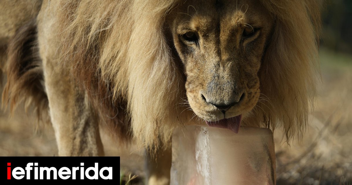 Associated Press: Το ζωολογικό πάρκο της Ελλάδας που σερβίρει φαγητό στα ζώα μέσα σε πάγο, λόγω ...