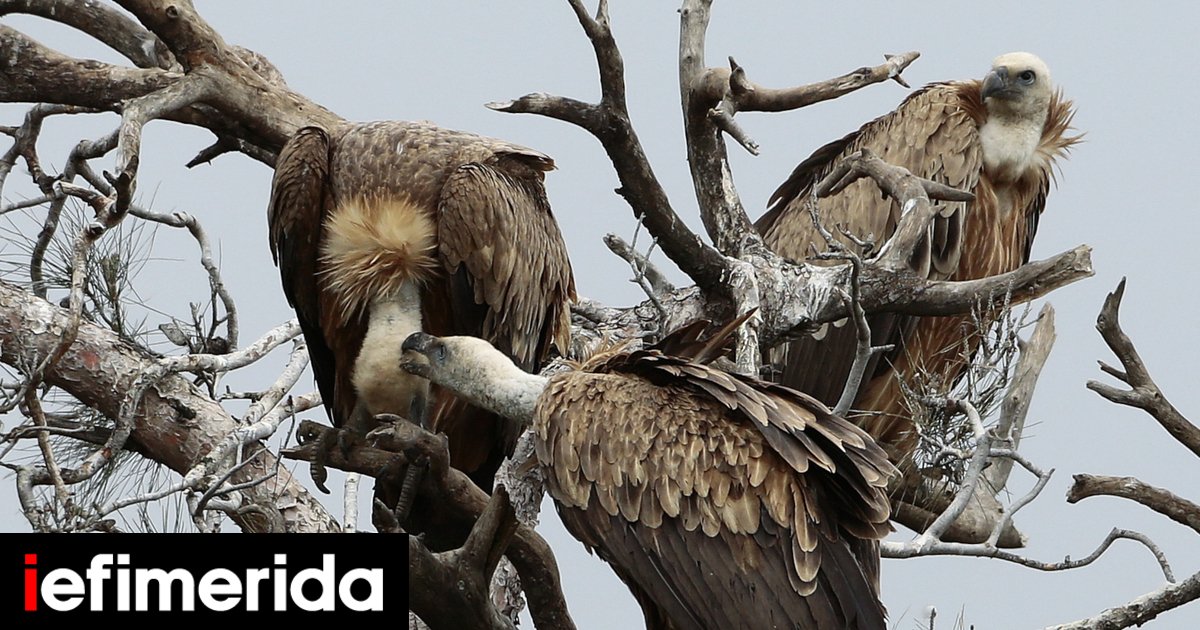 Εβρος: Πώς η πυρκαγιά επηρεάζει την άγρια πανίδα του Δάσους της Δαδιάς ...