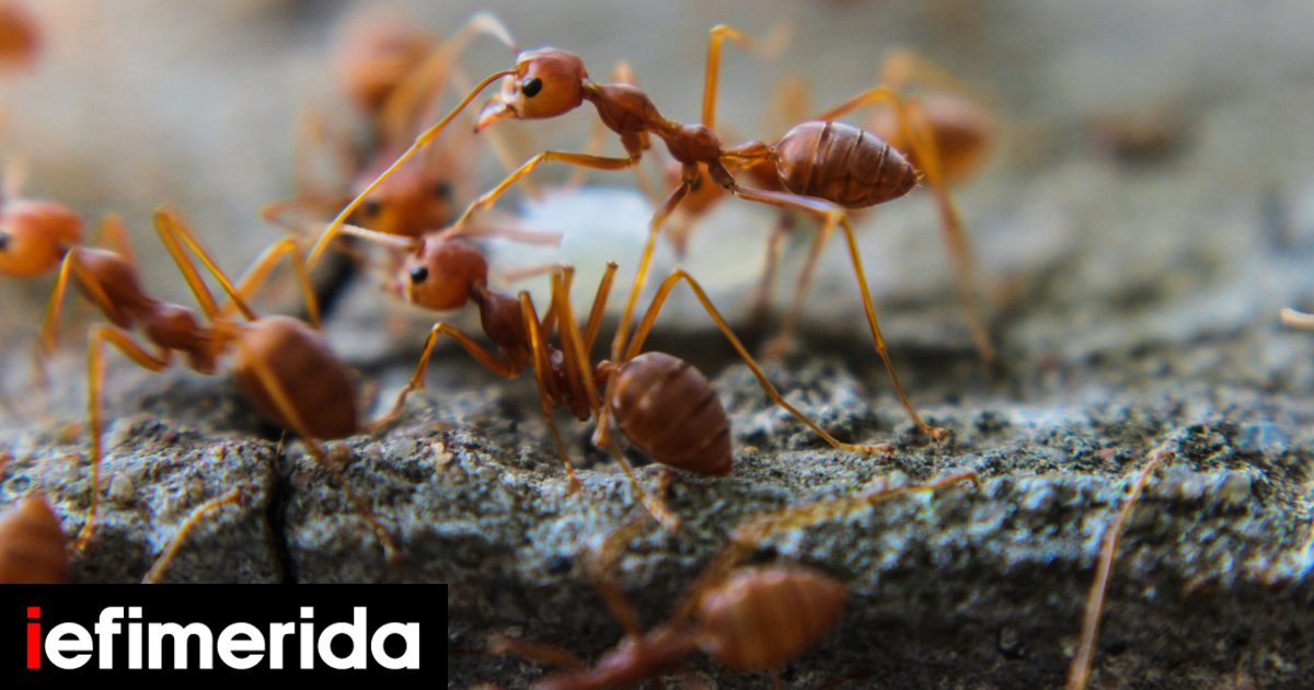 Μυρμήγκια στο σπίτι σας: Να πώς φτάνουν παντού -Ακόμα και σε ψηλά ...