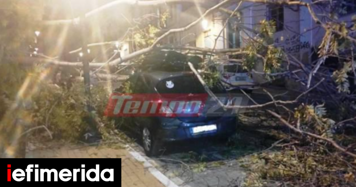 Παραλίγο τραγωδία στην Πάτρα: Δέντρο καταπλάκωσε γυναίκα που περίμενε ...