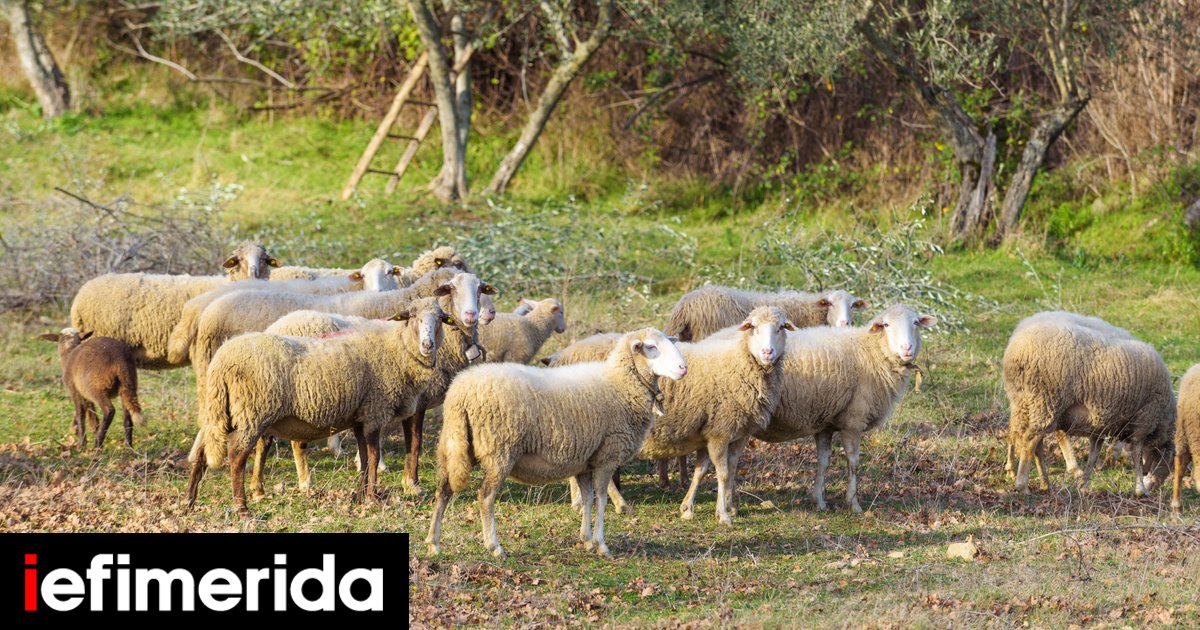 Ευλογιά προβάτων: Είναι ασφαλές το γάλα και το κρέας; -Τι απαντά το ...