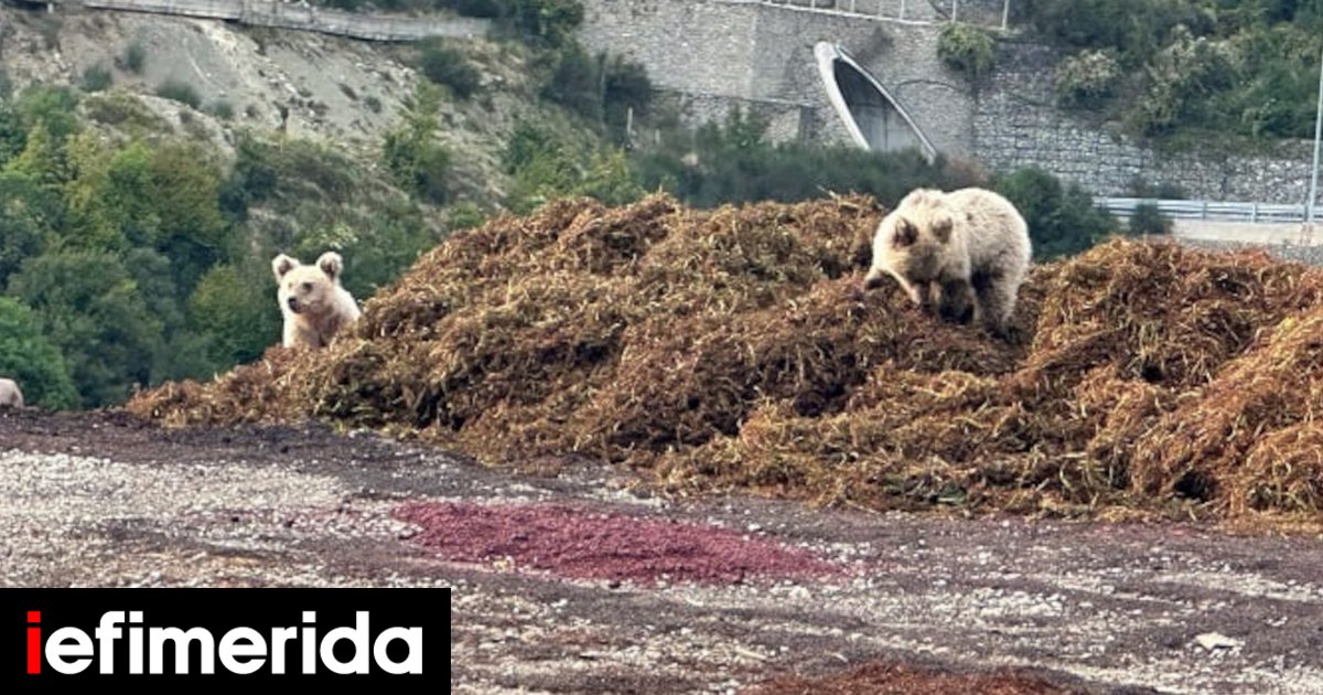 Αρκουδάκια εμφανίστηκαν στο Μέτσοβο -Έψαχναν για φαγητό, πέρασαν από ...