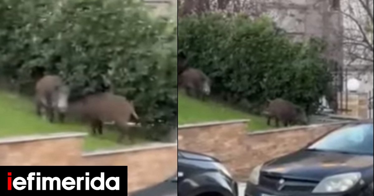 Θεσσαλονίκη: Αγριογούρουνα έκοβαν βόλτες σε Καλαμαριά και Χαριλάου ...