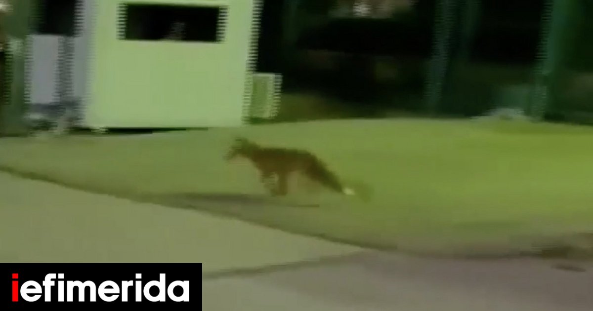 Αλεπού έκανε βόλτες στο προαύλιο του ραδιομεγάρου της ΕΡΤ [βίντεο ...