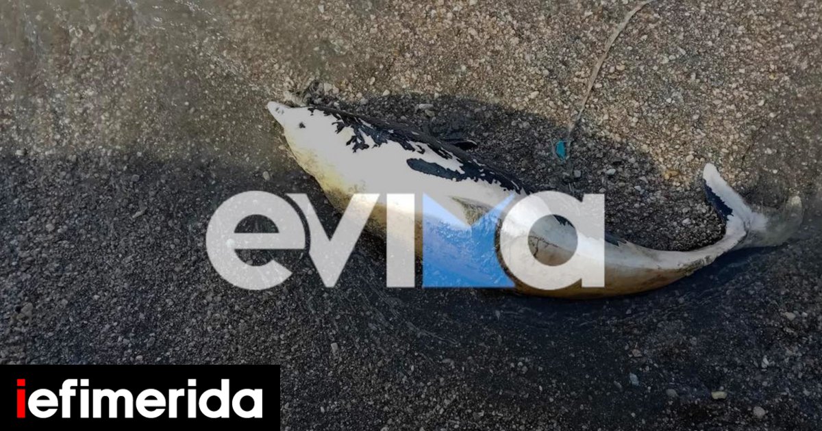 Νεαρό δελφίνι ξεβράστηκε νεκρό σε παραλία της Εύβοιας [εικόνες ...
