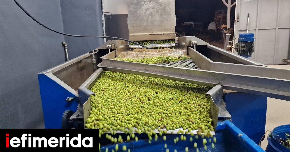 Ελαιόλαδο: Από τη συγκομιδή στο ελαιοτριβείο, βήμα βήμα η διαδικασία ...