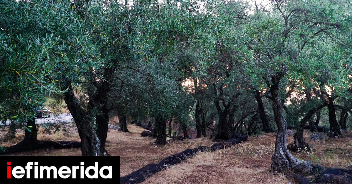 Αμερικανικά πανεπιστήμια ερευνούν ελληνικό ελαιόλαδο – Για τις ...
