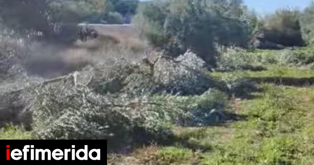 Λακωνία: Πήγε στο χωράφι του και βρήκε κομμένες τις ελιές από τη ρίζα ...