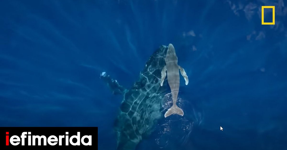 Πώς γεννιέται μια φάλαινα -Δείτε το εντυπωσιακό βίντεο του National ...