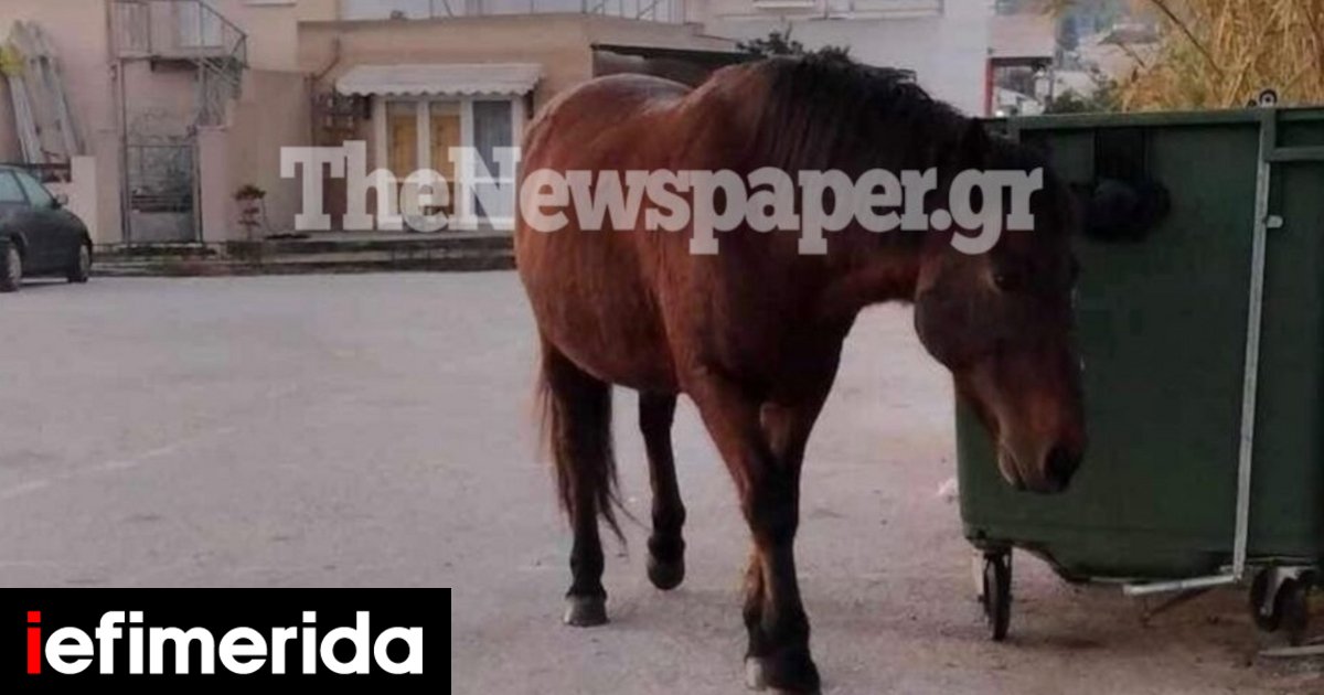 Βόλος: Άλογο κυκλοφορεί ελεύθερο στους δρόμους των Αλυκών [εικόνες ...